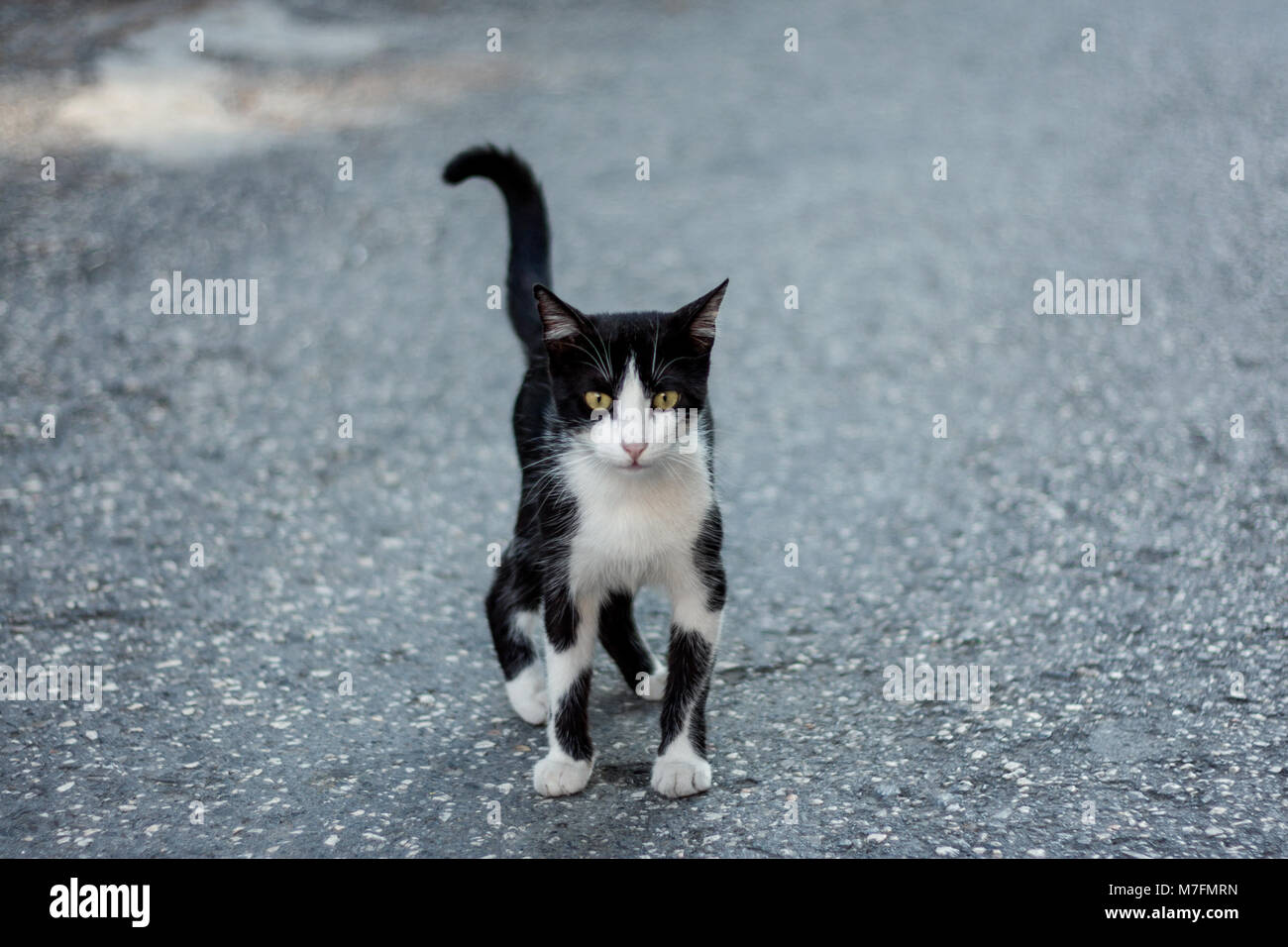 Chaton de la ville Banque de photographies et d’images à haute ...