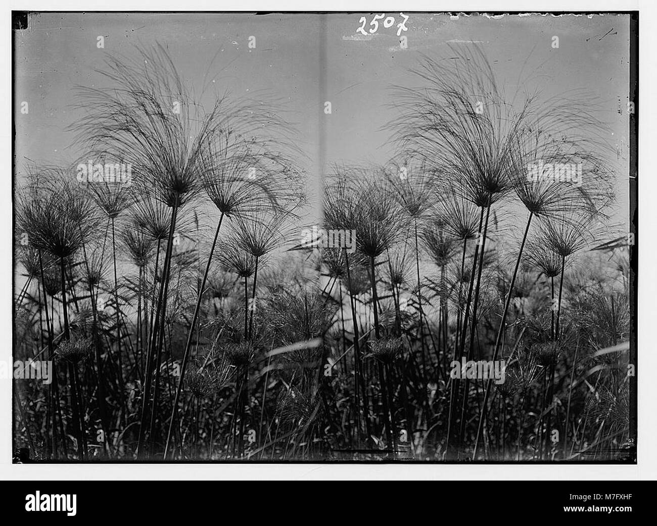 Fleurs de papyrus Banque d'images noir et blanc - Alamy