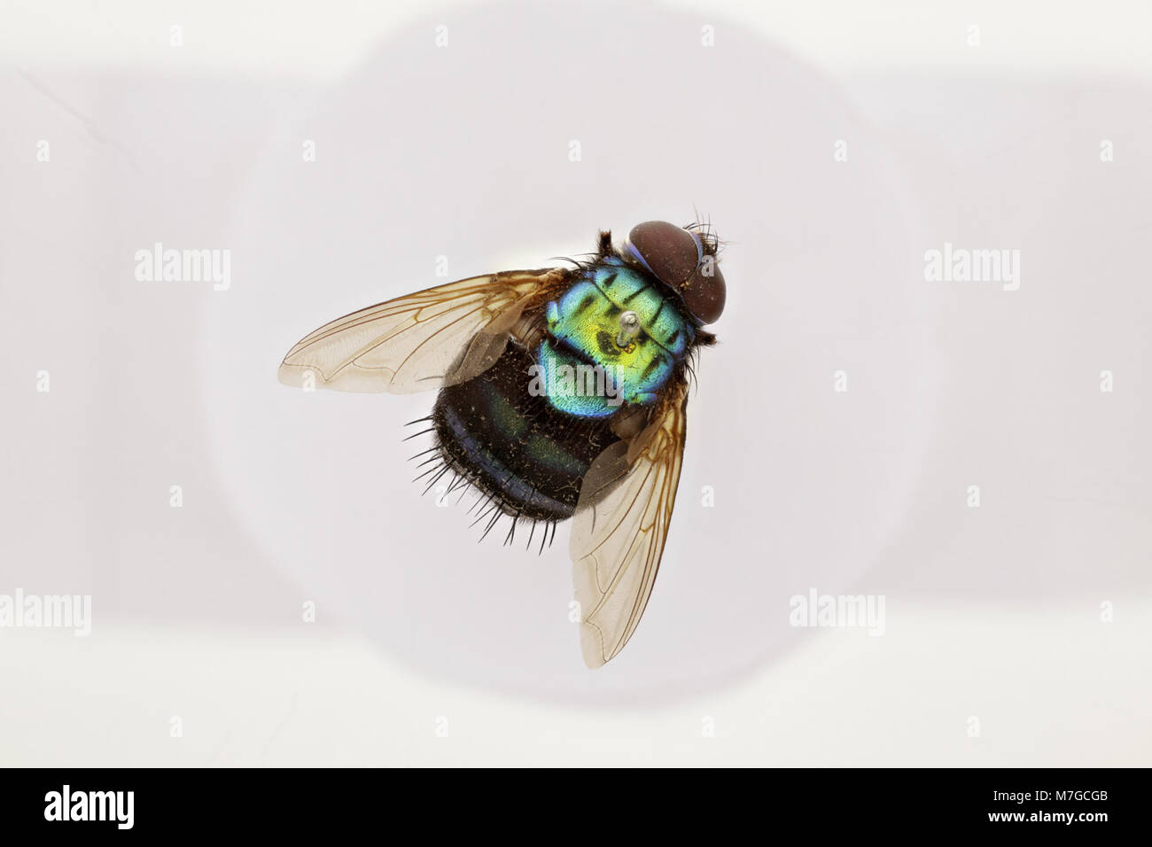 Photographie de Pancala gemmata var. Viridescens, une espèce d'insecte ...