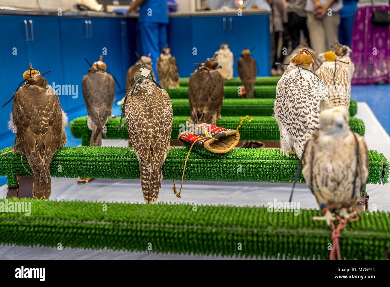 Abu Dhabi, UAE - Jan 11, 2018. Folcons avec cap sur et attend ...