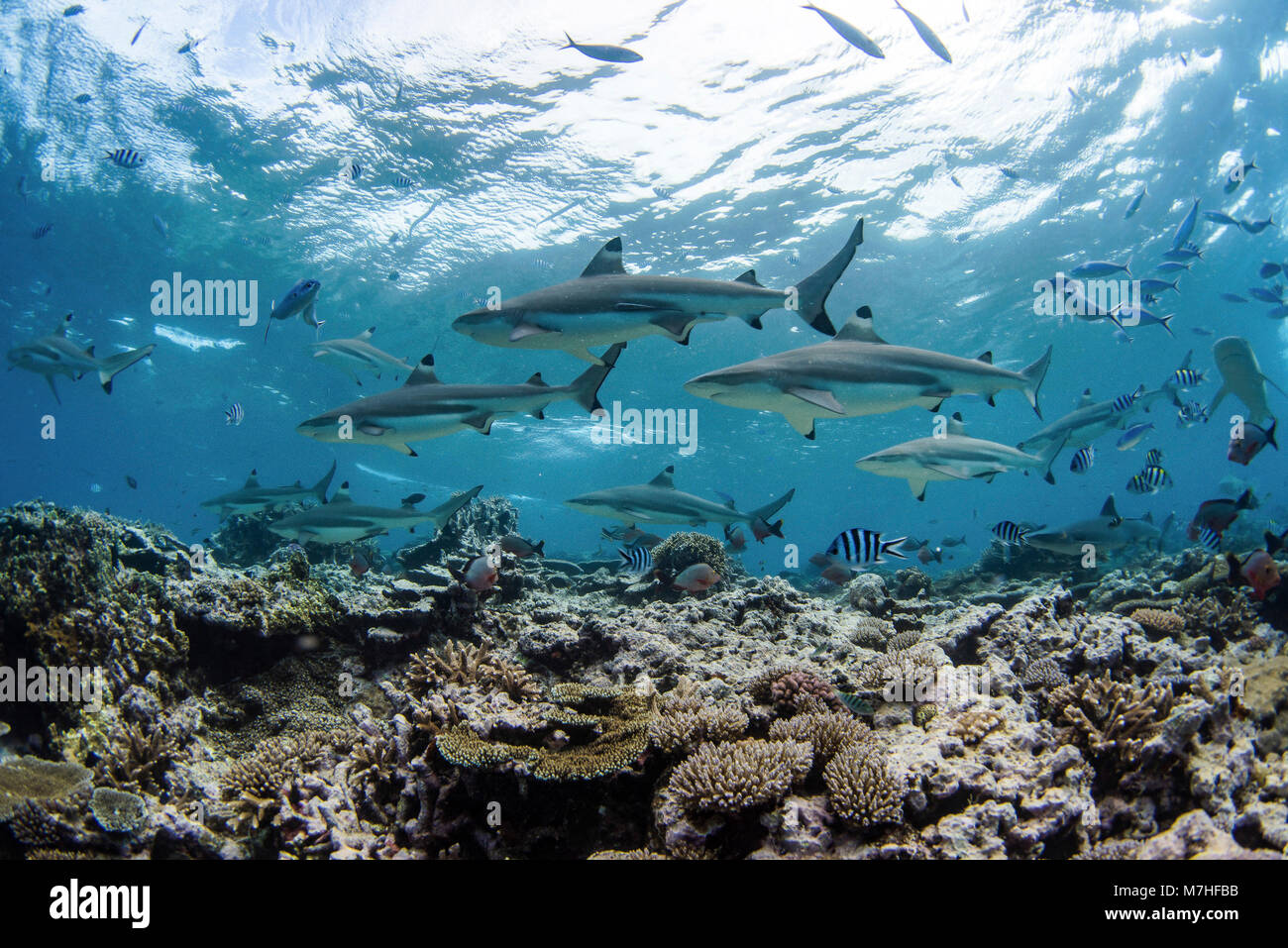 Requins de groupe Banque de photographies et d’images à haute ...