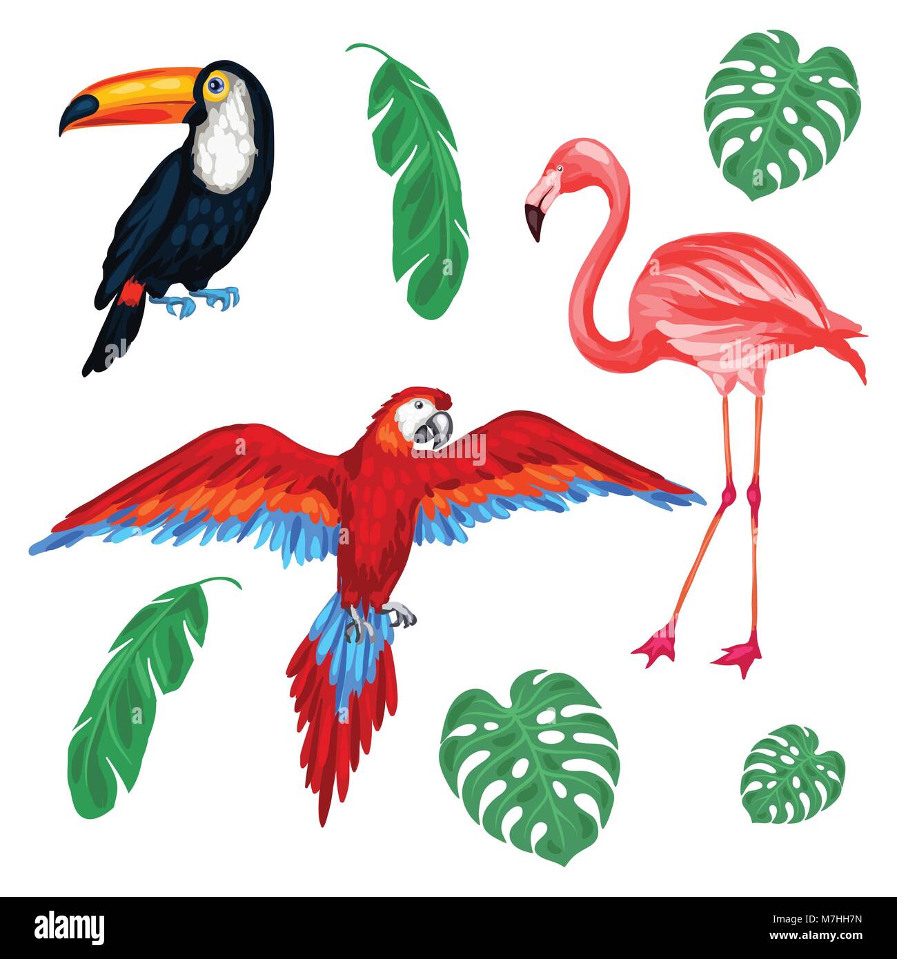 Oiseaux des tropiques Banque d'images vectorielles - Alamy