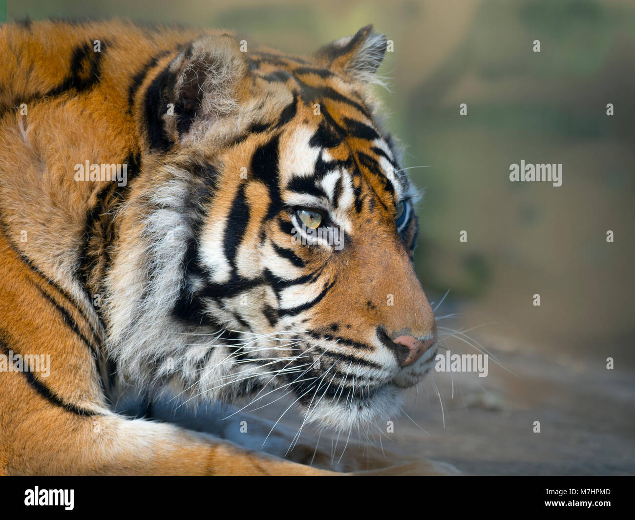 Beaux Nageurs Banque d'image et photos - Alamy
