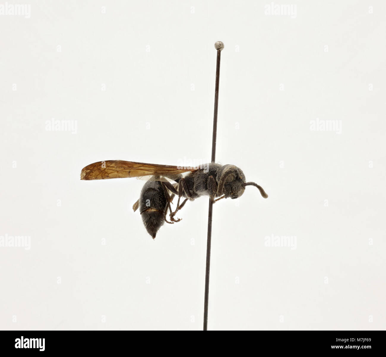 Zethus indicus, une espèce du groupe Zoosphère, est représentée sur ...