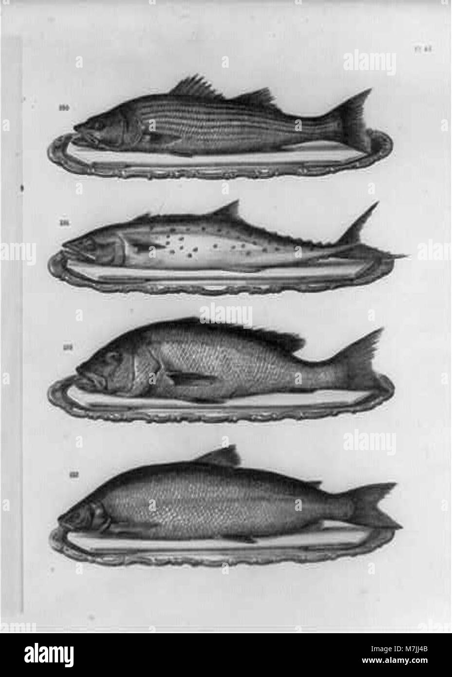 Types de poisson Banque de photographies et d’images à haute résolution ...