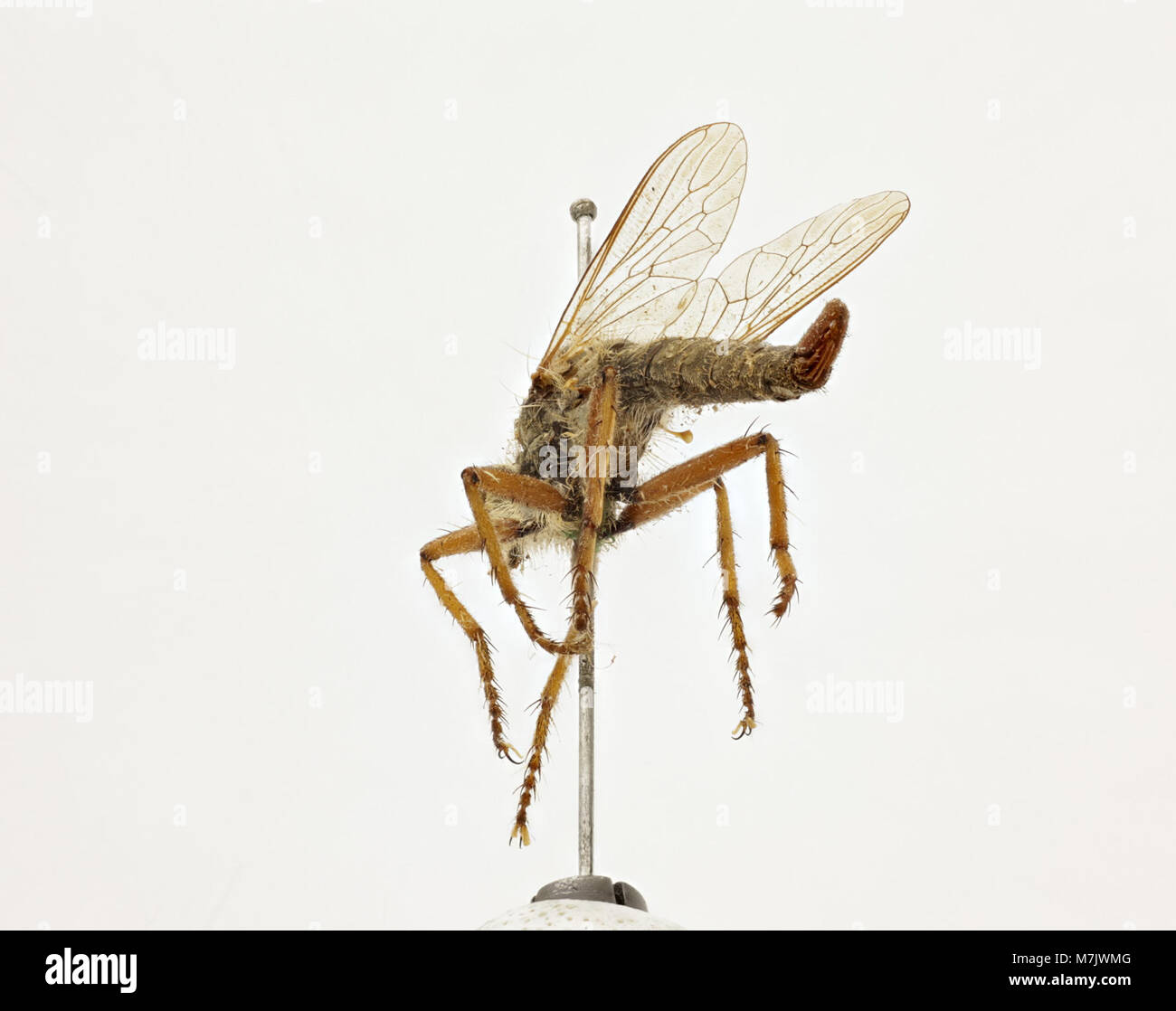 Acanthopleura ravus est une espèce d'invertébrés marins que l'on trouve ...