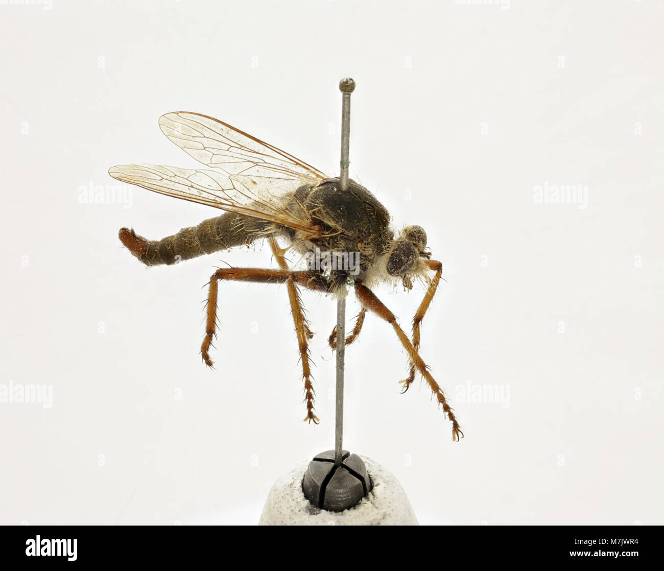 Image d'Acanthopleura ravus, une espèce de mollusque marin. La ...
