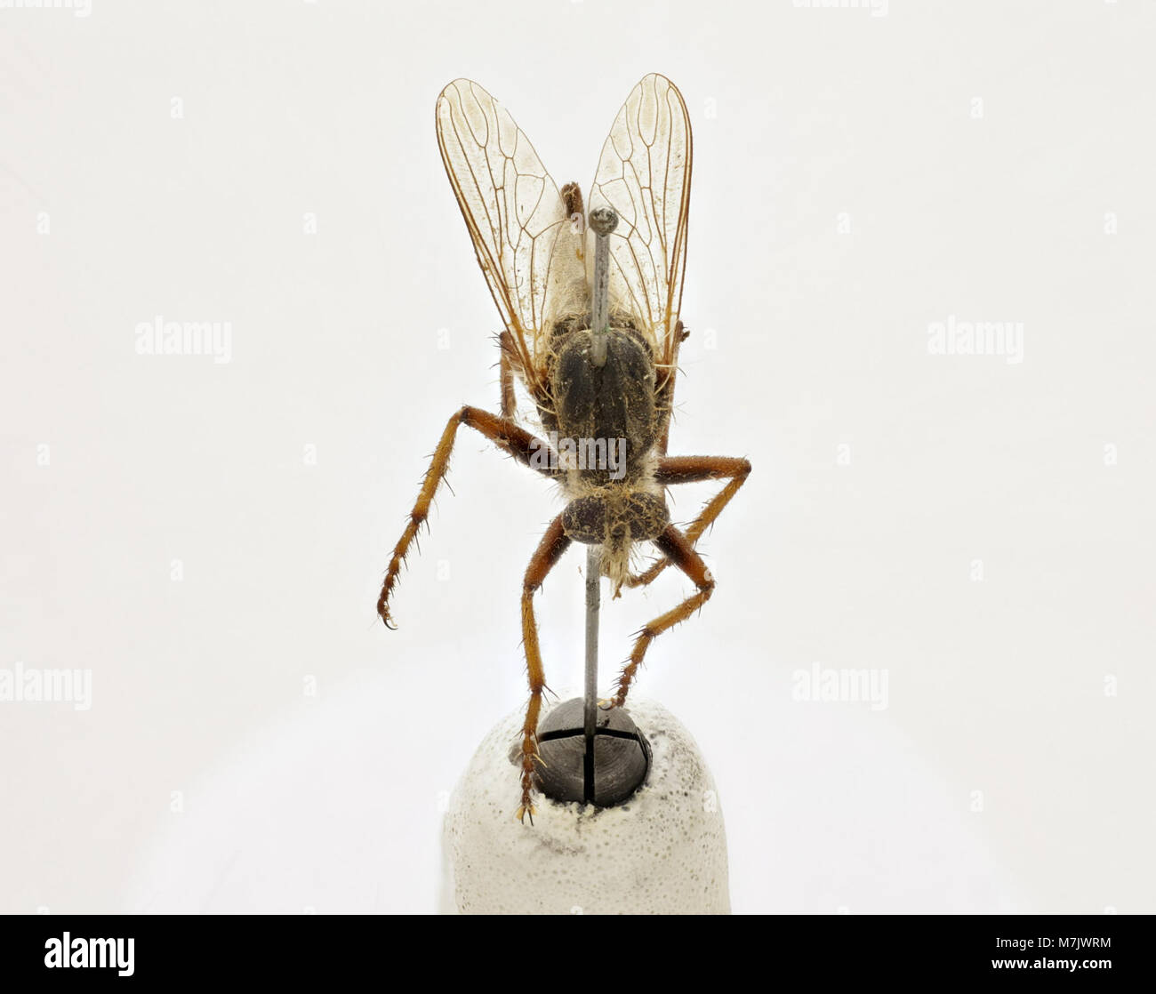 Acanthopleura ravus, une espèce d'invertébrés marins, représentée dans ...