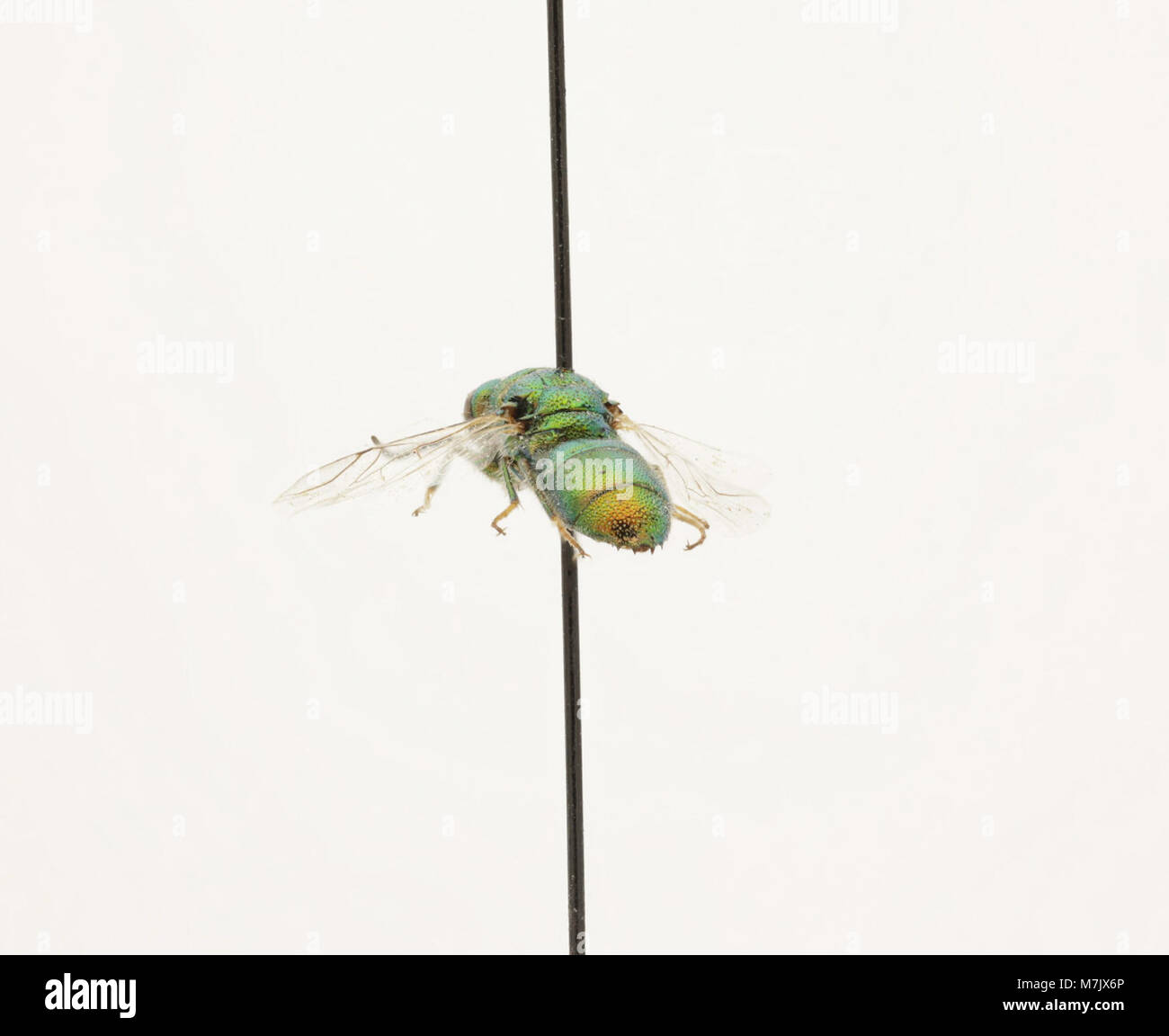 Gros plan de Cephalochrysis ehrenbergi, une espèce de protozoaire cilié ...