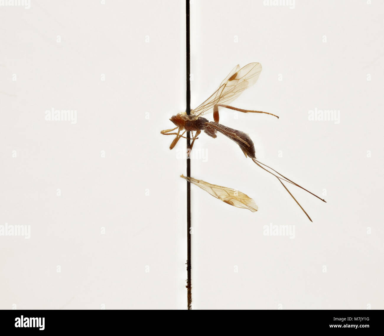 Une image de Doryctes deuticoxa, une espèce de guêpe parasitaire ...