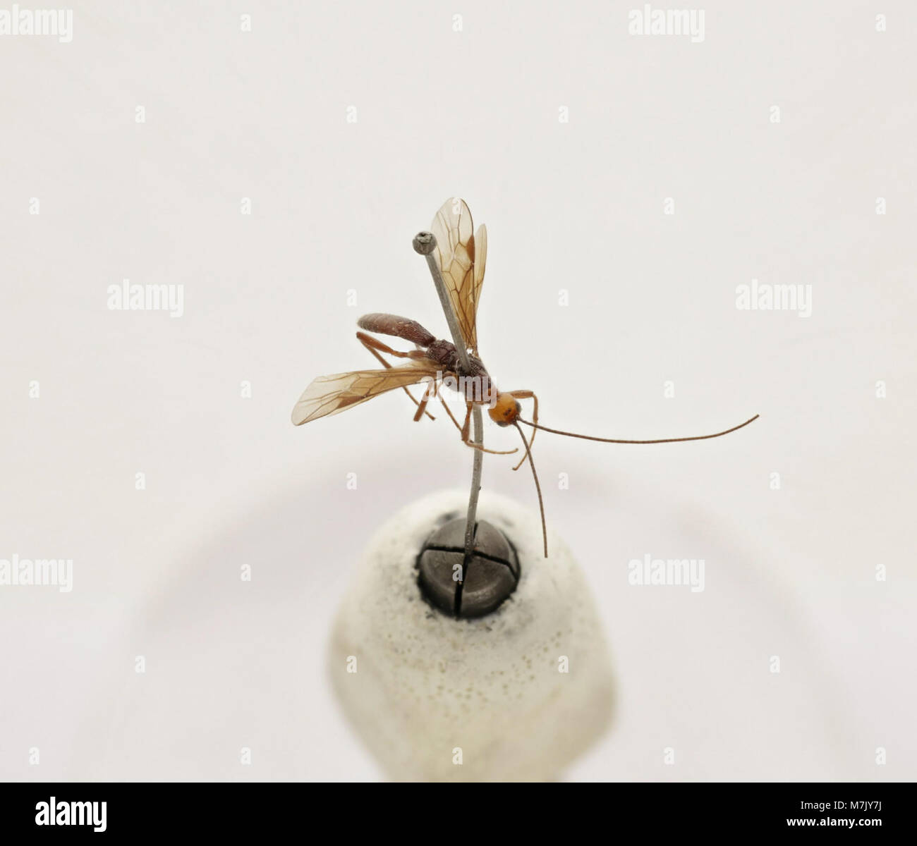 Doryctes fulviceps, une espèce de guêpe parasitaire, connue pour son ...