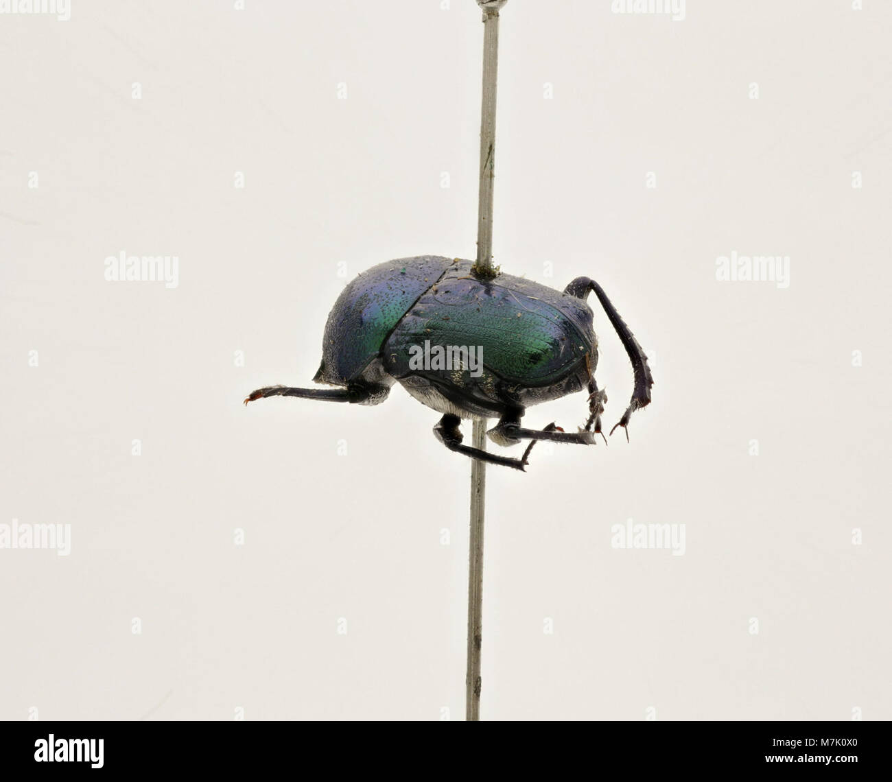 Gymnopleurus laeviusculus, une espèce de coléoptère du bousier, est ...