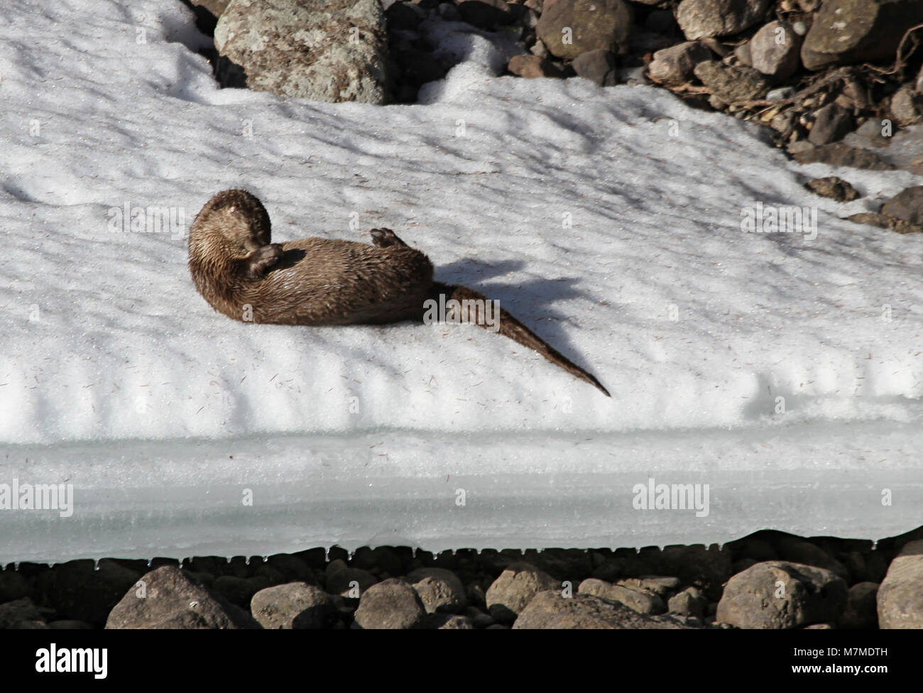 Loutre de rivière La loutre de rivière lissage lissage sur la durée de ...