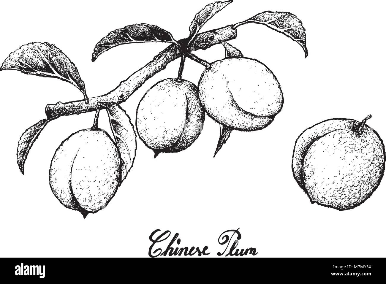 Prunus mume fruit Banque d'images vectorielles - Alamy