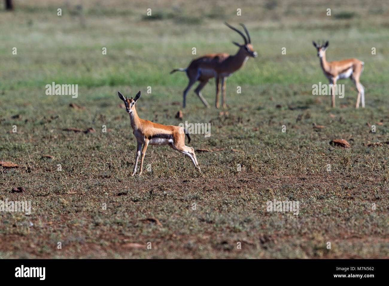 Troupeau de thomsons gazelle Banque de photographies et d’images à ...