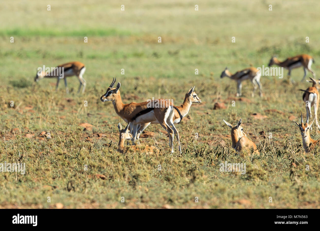 Troupeau de thomsons gazelle Banque de photographies et d’images à ...