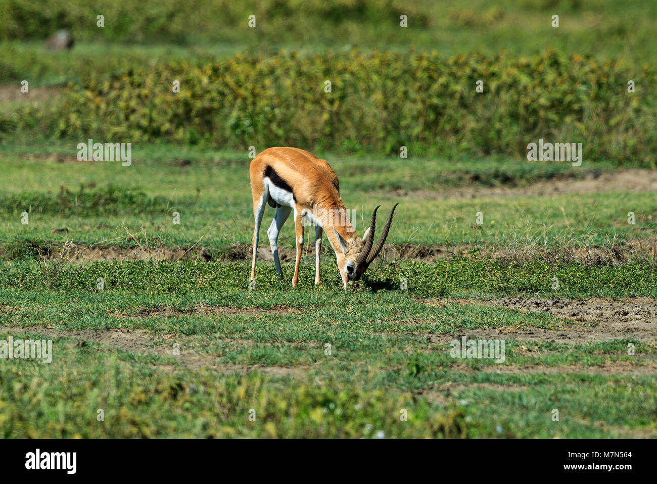 Thomsons gazelle troupeau Banque de photographies et d’images à haute ...