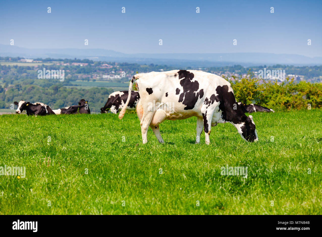 Vache britannique frisonne Banque de photographies et d’images à haute ...