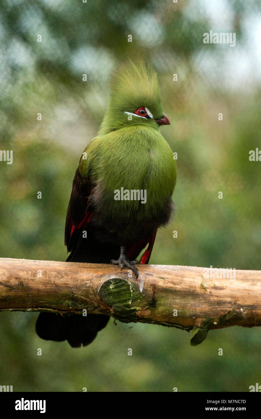 Nature africaine Banque de photographies et d’images à haute résolution ...