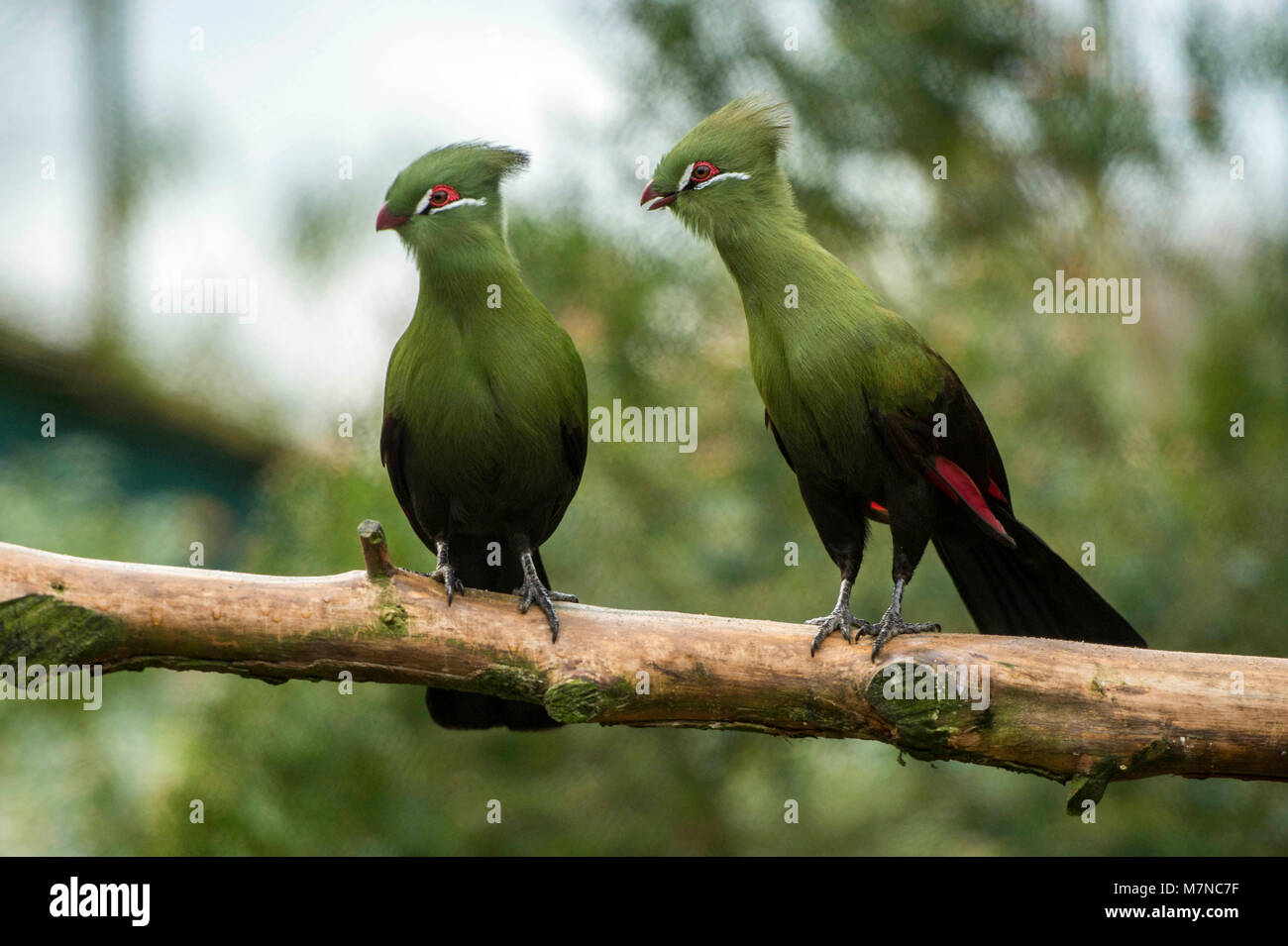 Nature africaine Banque de photographies et d’images à haute résolution - Alamy