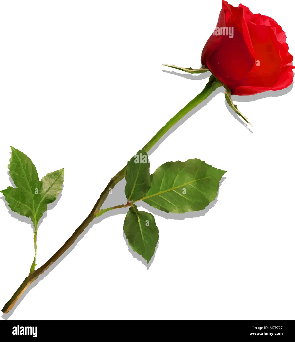 Vector illustration of photo-réalistes et très détaillé de fleur rose ...