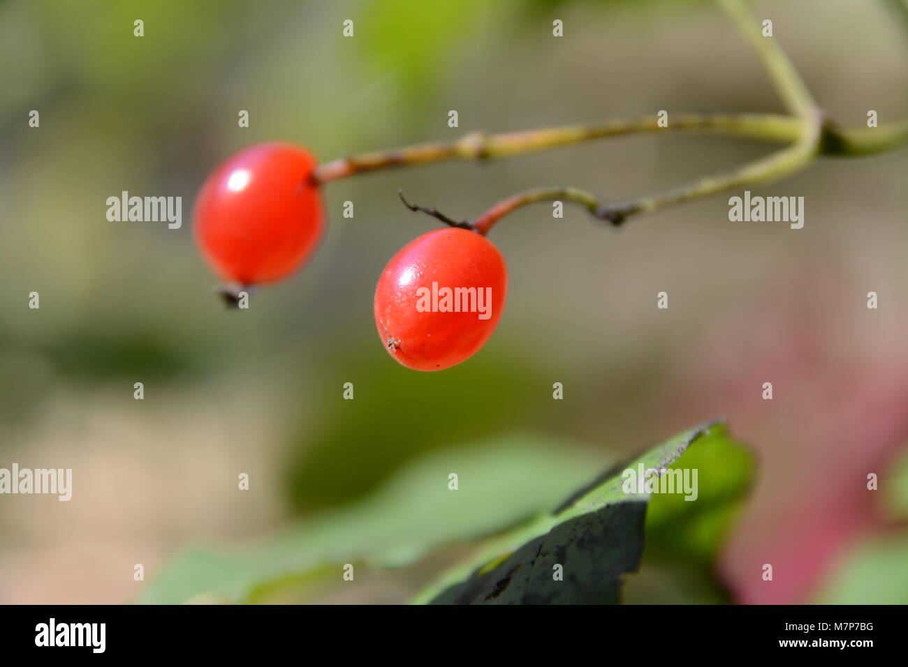Baies vertes toxiques Banque de photographies et d’images à haute ...
