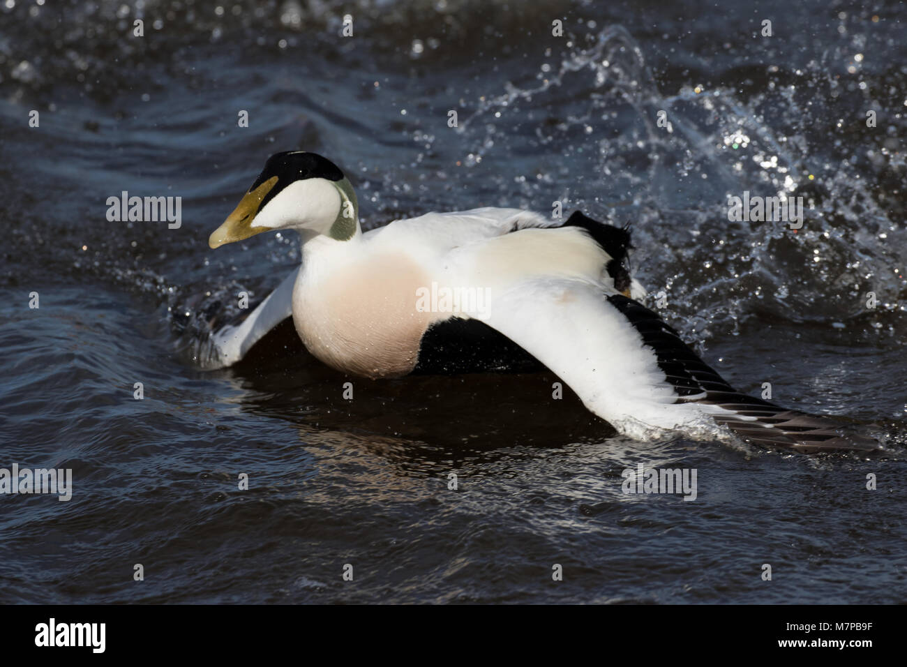 Eider duck Banque de photographies et d’images à haute résolution - Alamy