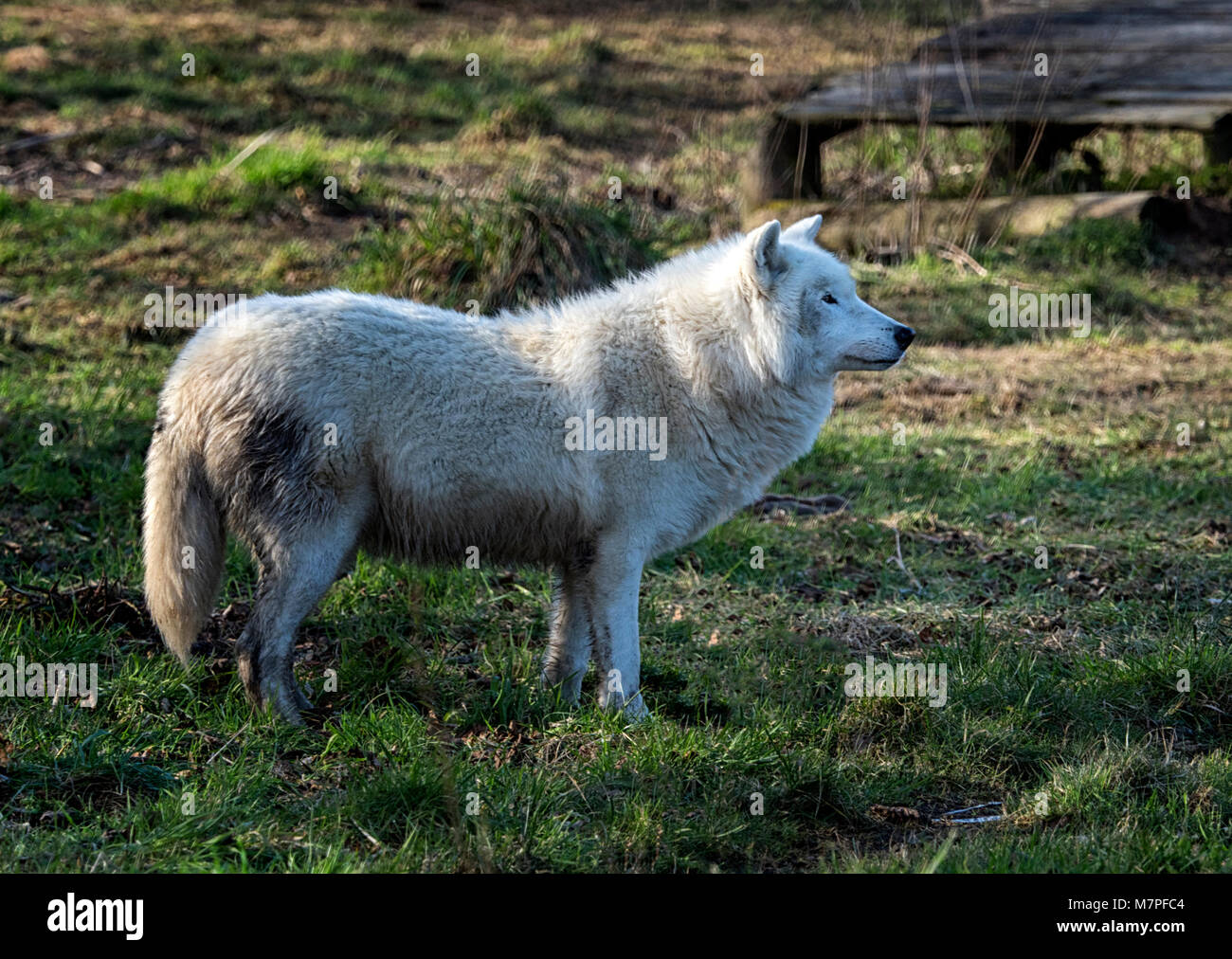 Le loup arctique (Canis lupus arctos), une sous-espèce de loup gris ...