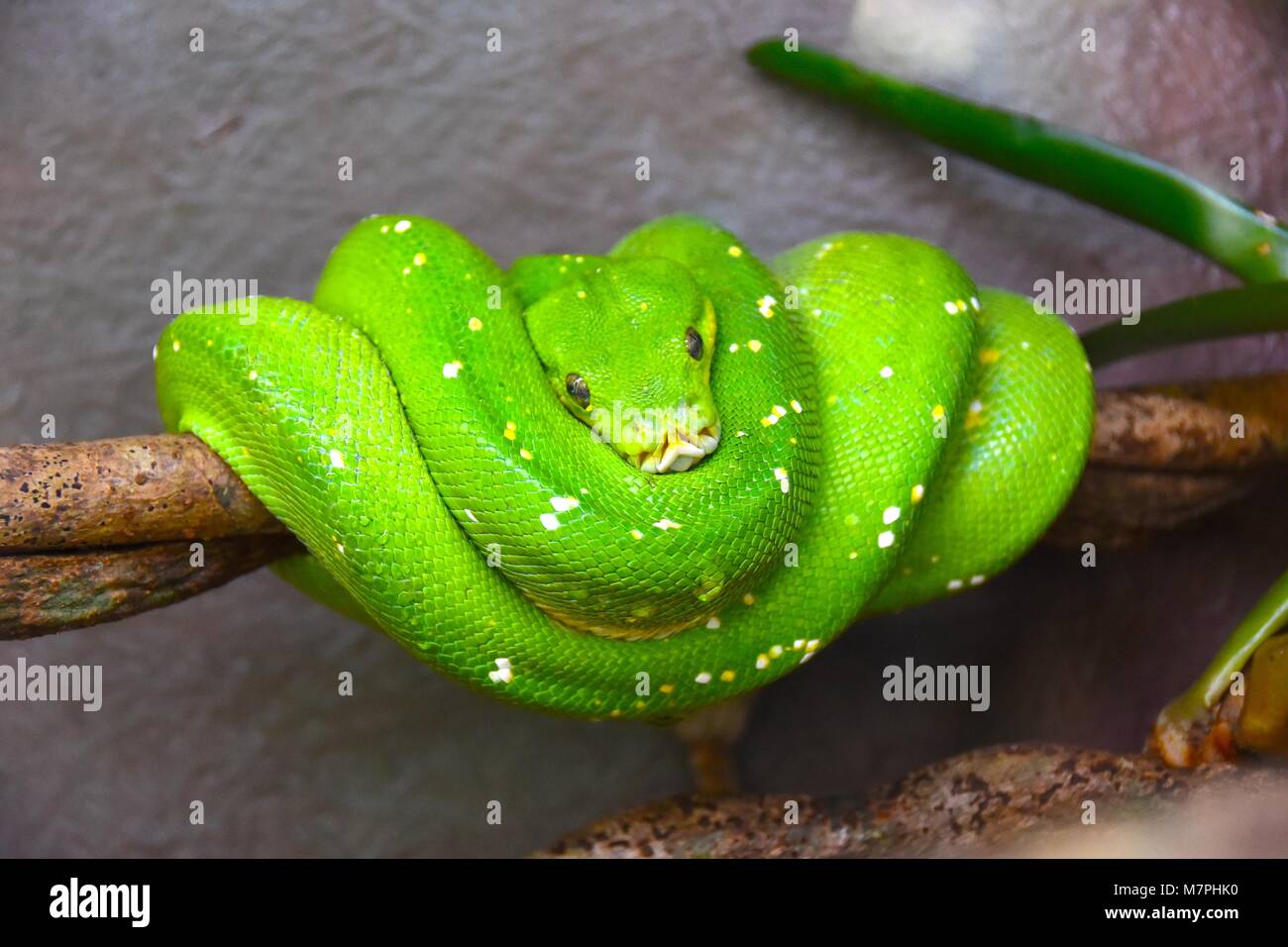 Green tree snake Banque de photographies et d’images à haute résolution ...