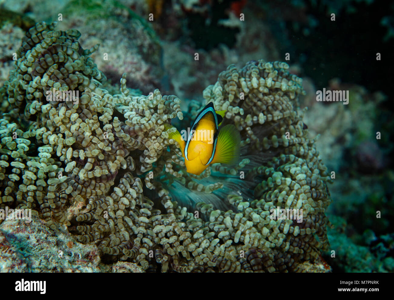 Poisson clown de Clark ou limande poissons clowns, Amphiprion clarkii ...