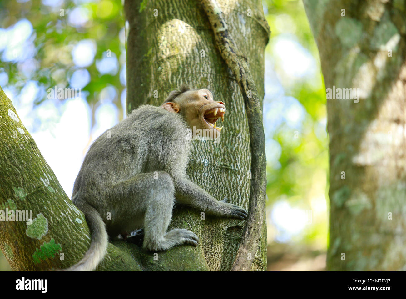 Sourire singe Banque de photographies et d’images à haute résolution ...