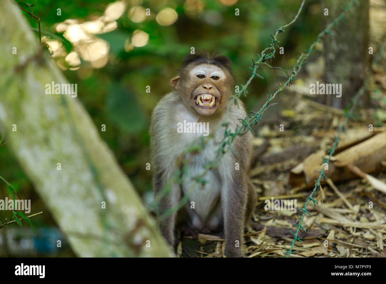 Singes souriants Banque de photographies et d’images à haute résolution ...