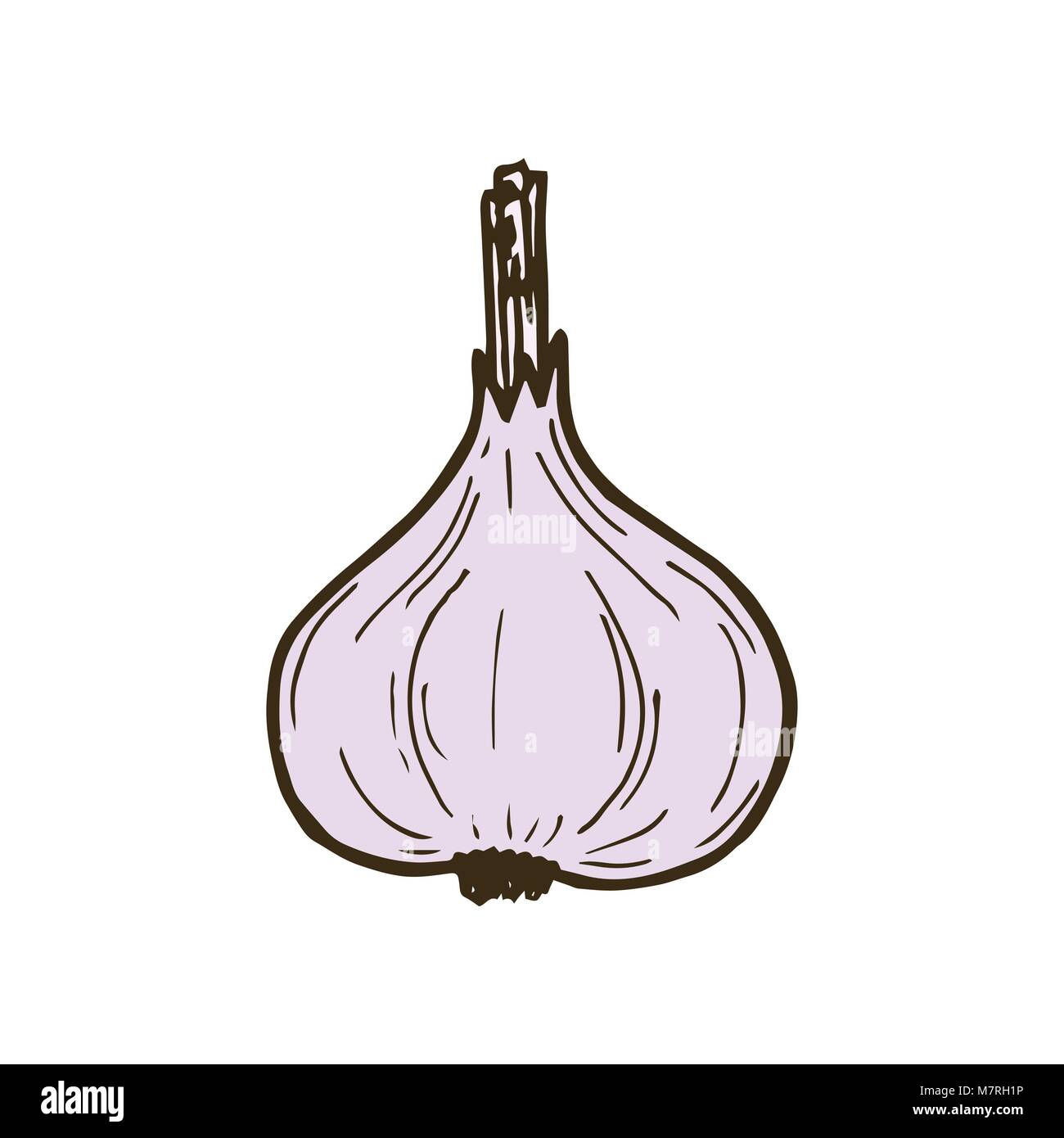 Vector illustration de dessin à la main de l'ail. Tête d'ail vecteur ...