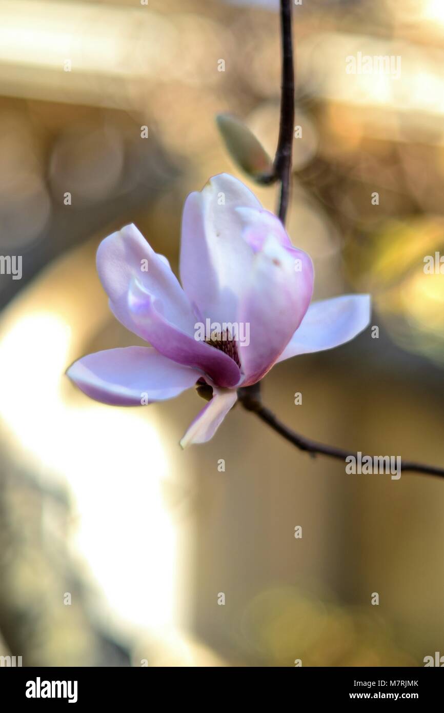 Gros plan des carpelles et des étamines d'une fleur de magnolia Photo ...