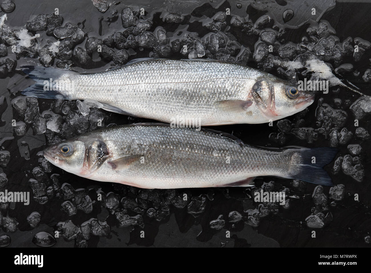 Poisson de mer noire Banque de photographies et d’images à haute ...