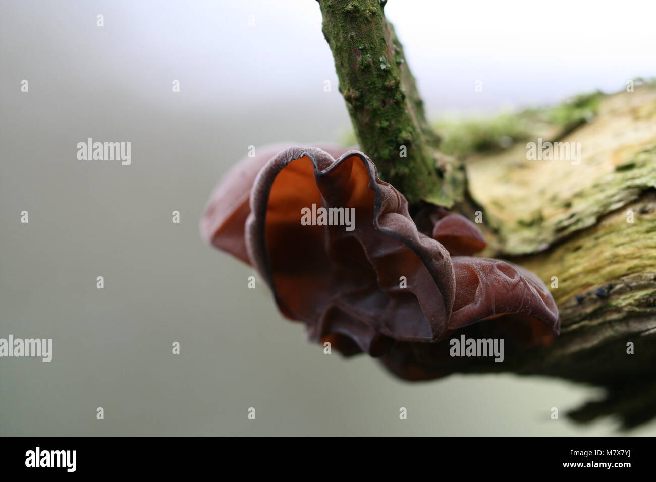 Champignon En Forme D'oreille Banque d'image et photos - Alamy