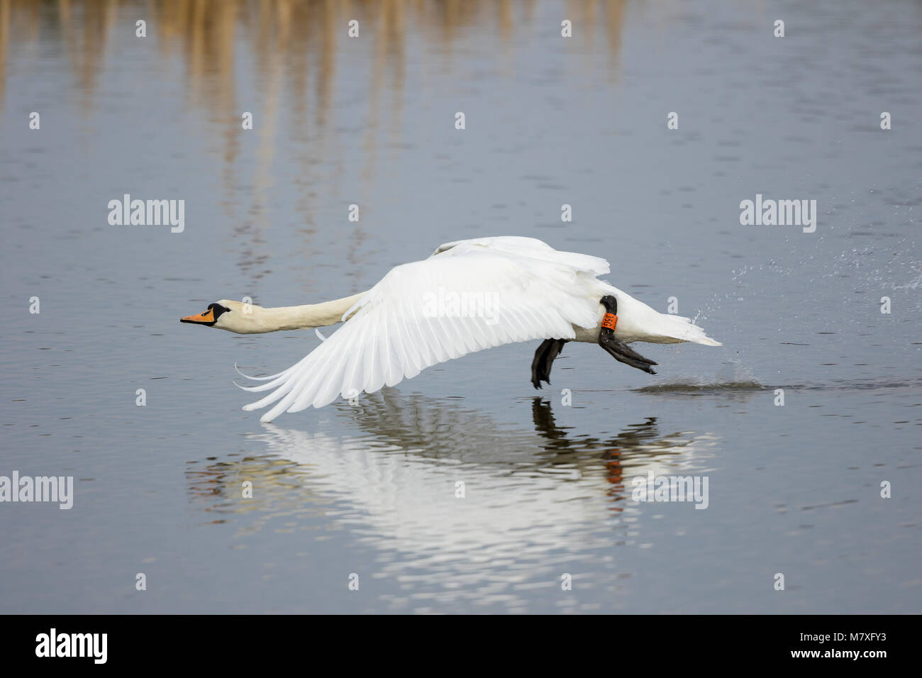 Gros plan de cygne muet sauvage du Royaume-Uni (Cygnus olor) isolé dans la réserve de marécages ...