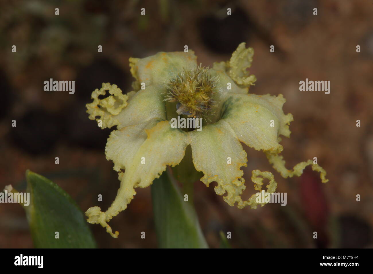 Ferraria uncinata subsp macrochlamys Banque de photographies et d ...