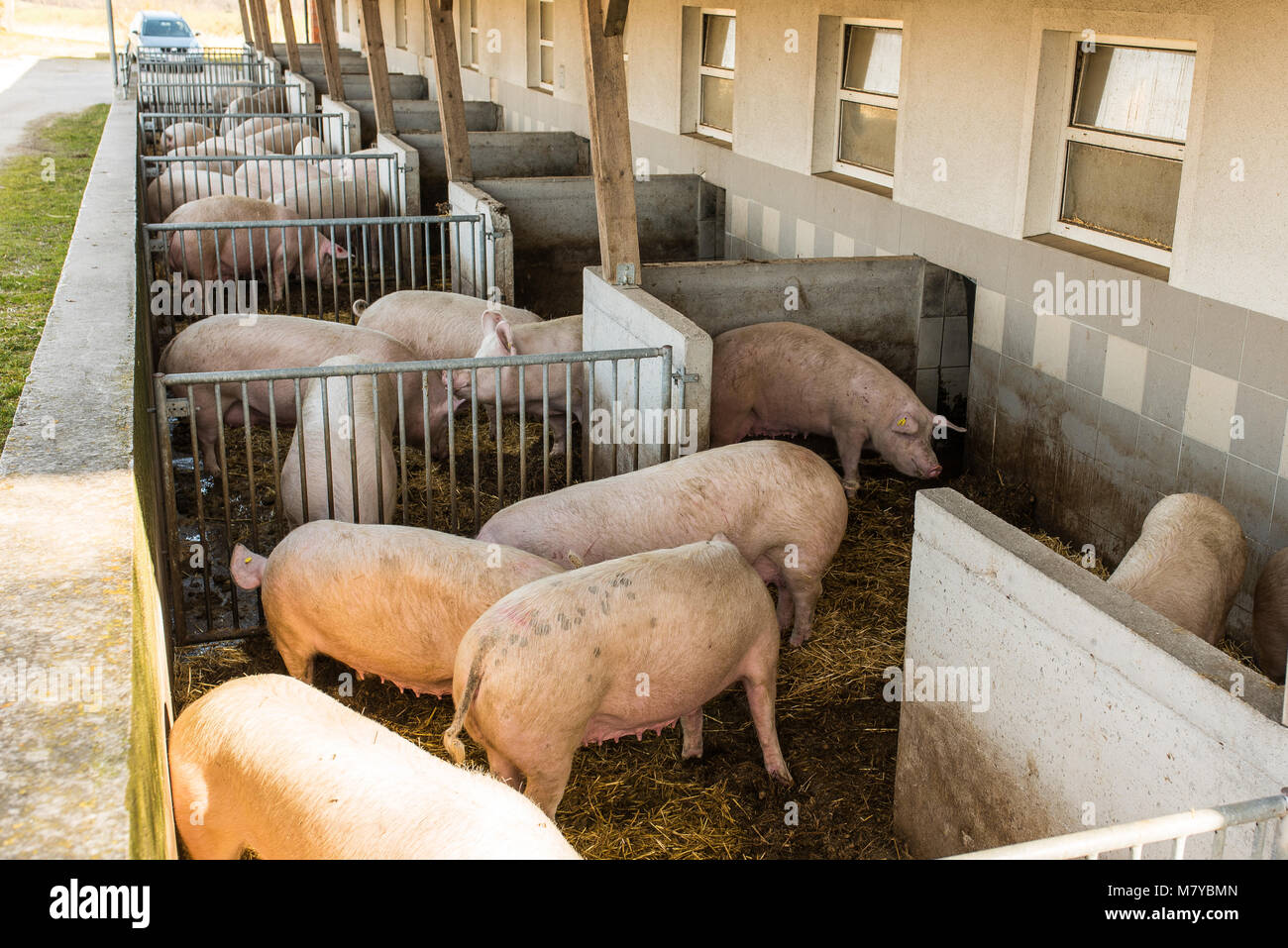 L'élevage porcin biologique 17 Photo Stock - Alamy
