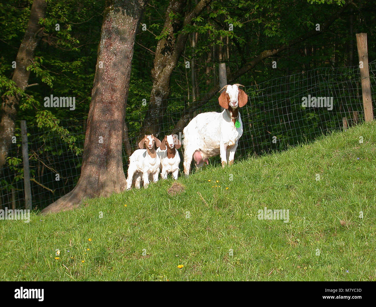 Boer goat Banque de photographies et d’images à haute résolution - Alamy