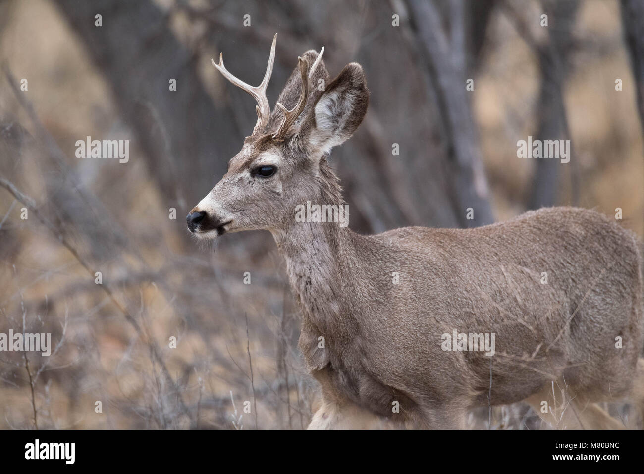Rocky Mountain le Cerf mulet (Odocoileus hemionus hemionus), Bosque del ...