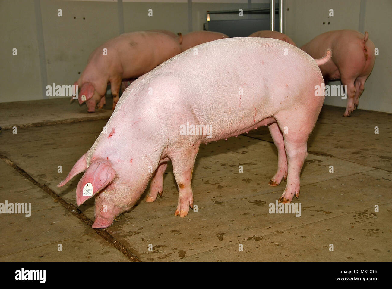 Landrace pigs Banque de photographies et d’images à haute résolution ...