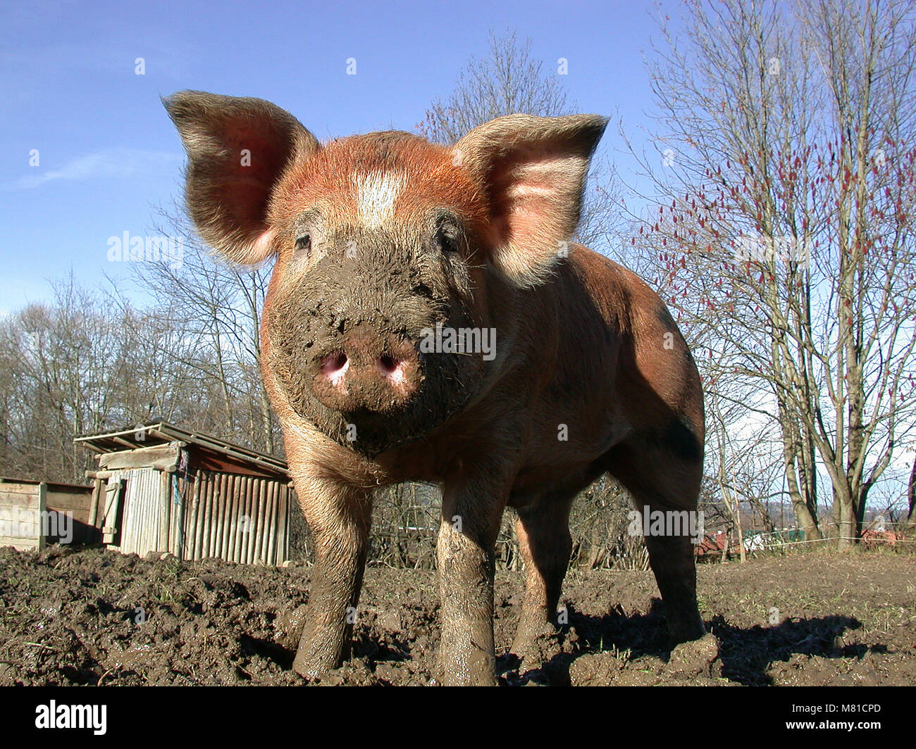 Museau en pleine terre Banque de photographies et d’images à haute ...