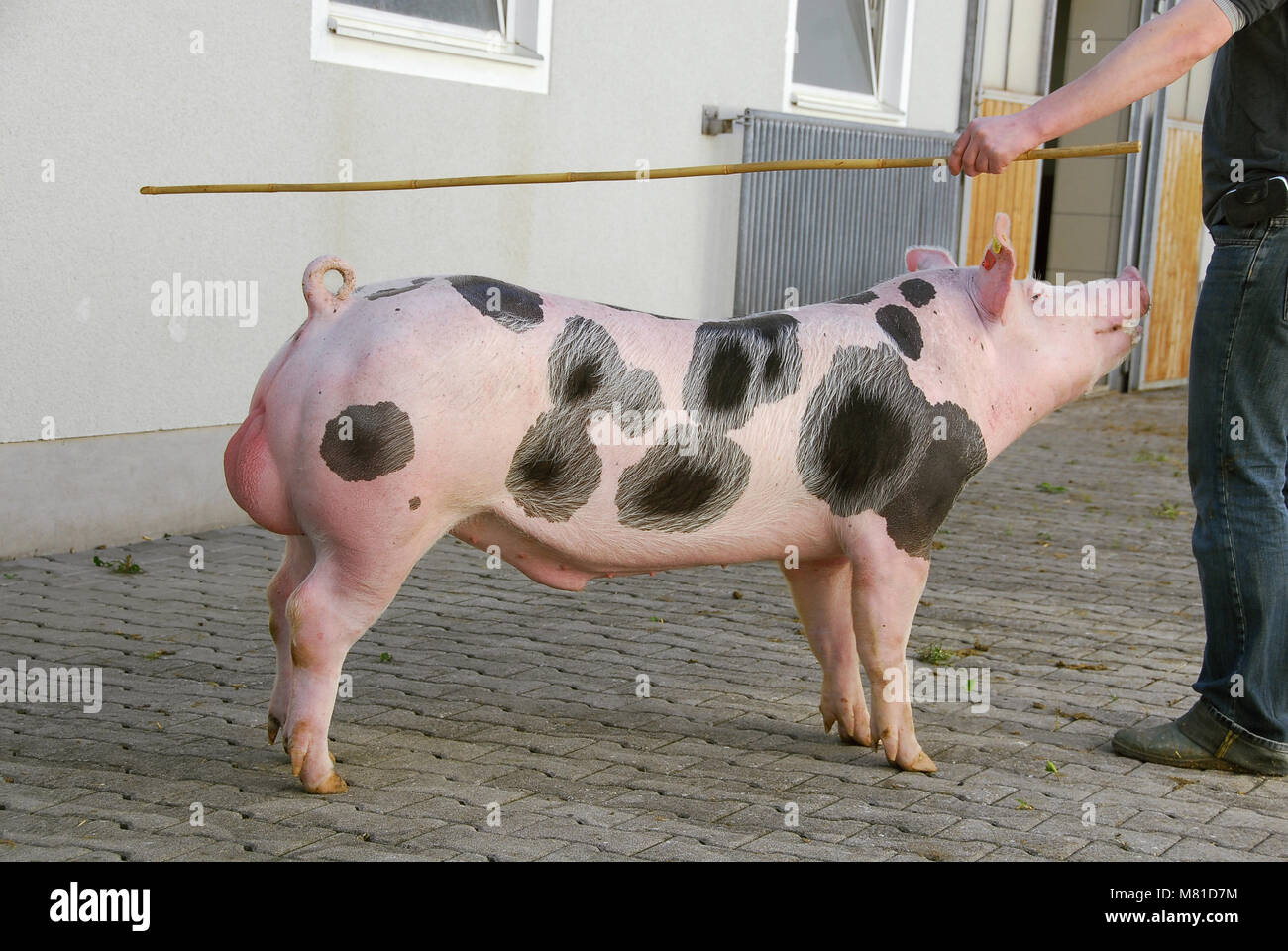 Verrat pietrain Banque de photographies et d’images à haute résolution ...