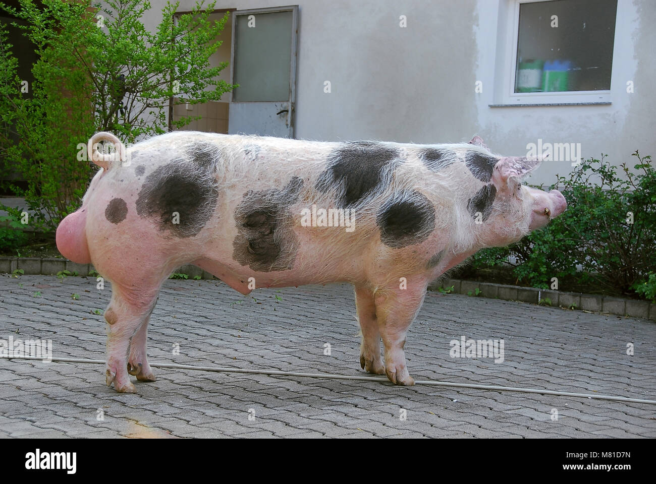 Verrat Piétrain 25 Photo Stock - Alamy