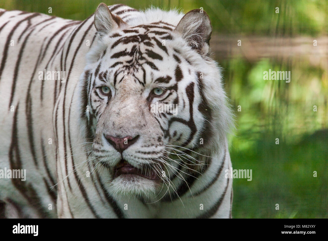 Tigre du bengale asiatique panthera tigris tigris Banque de ...