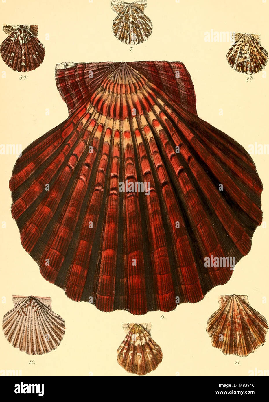*Conchologia Iconica* (1855) fournit des illustrations et des ...