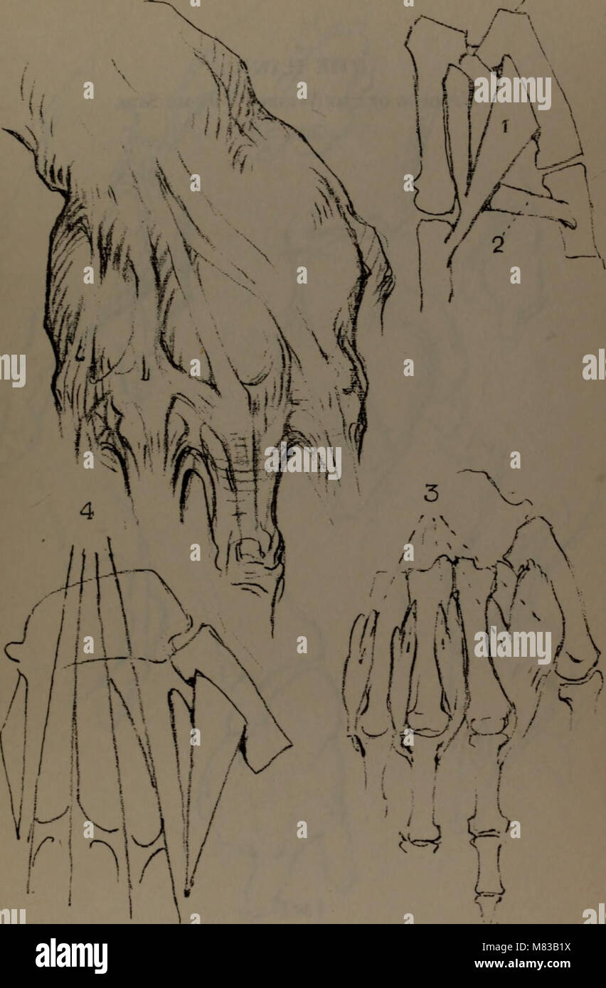 'Constructive Anatomy' (1920) est un guide complet sur l'anatomie ...