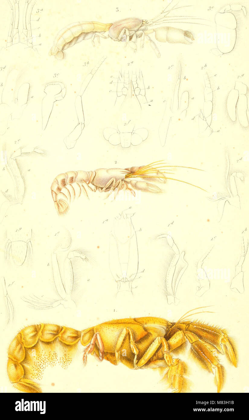 Les travaux de 1837 sur les crustacés fournissent une étude exhaustive ...