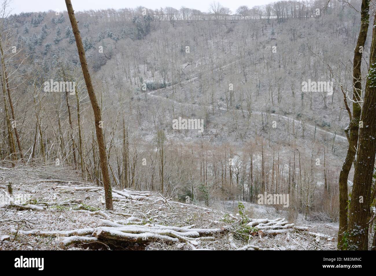 Taillis taillis Banque de photographies et d’images à haute résolution ...